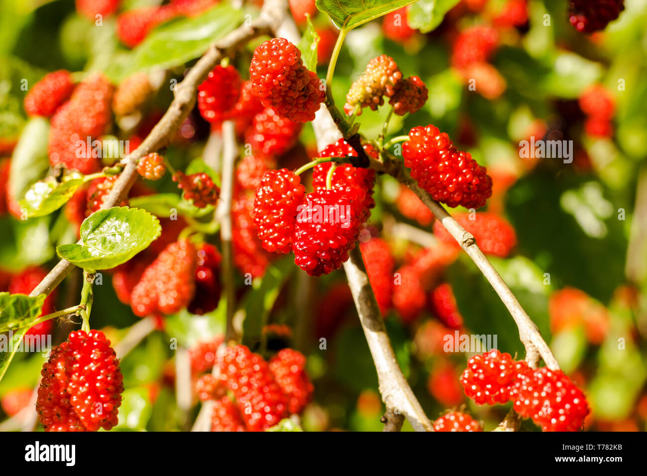 Mulberry leaf tree at field hi-res stock photography and images - Alamy