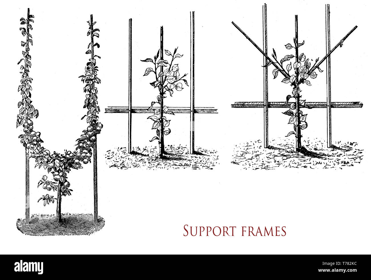 Agricolture vintage illustration: how to support young trees and plants ...