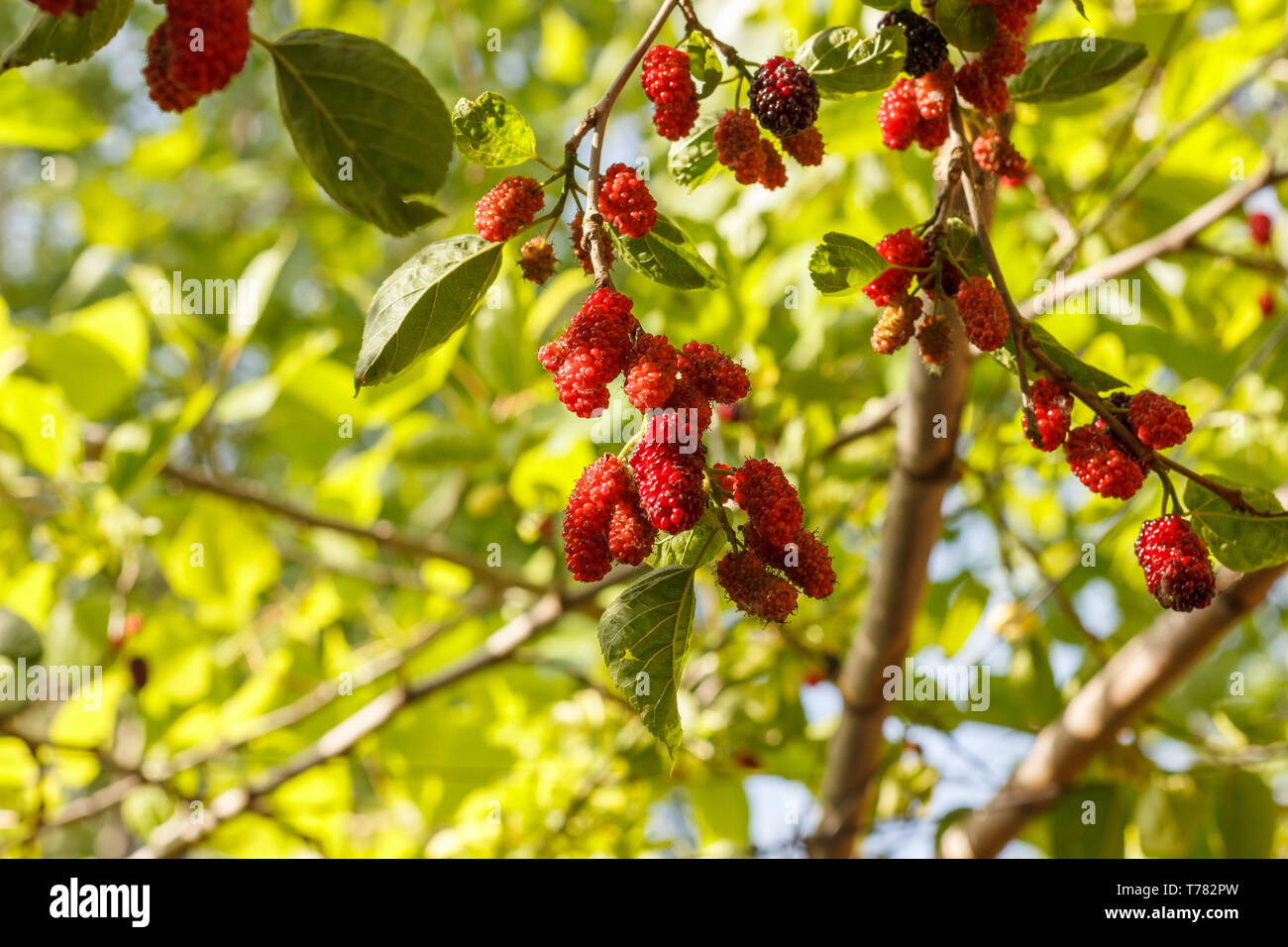Mulberry leaf tree at field hi-res stock photography and images - Alamy
