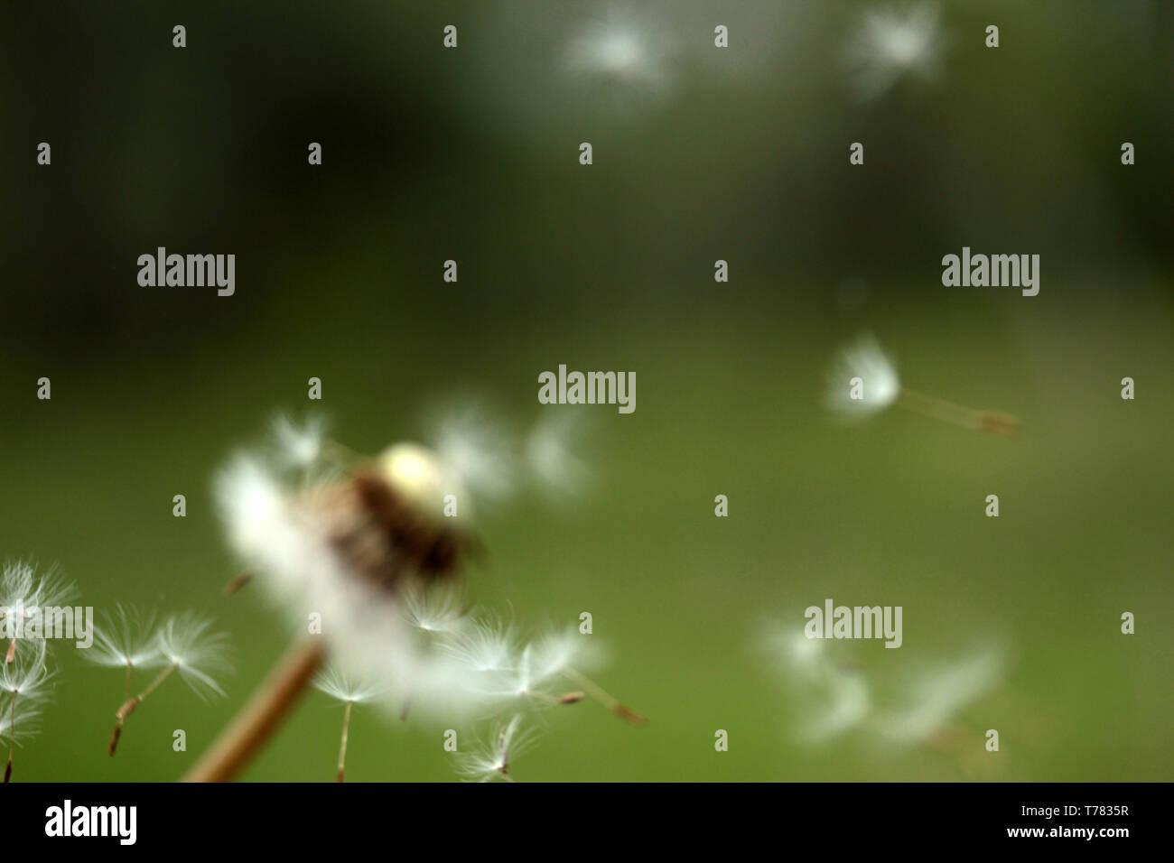 Wind Blowing Dandelion Seed Stock Photo - Alamy