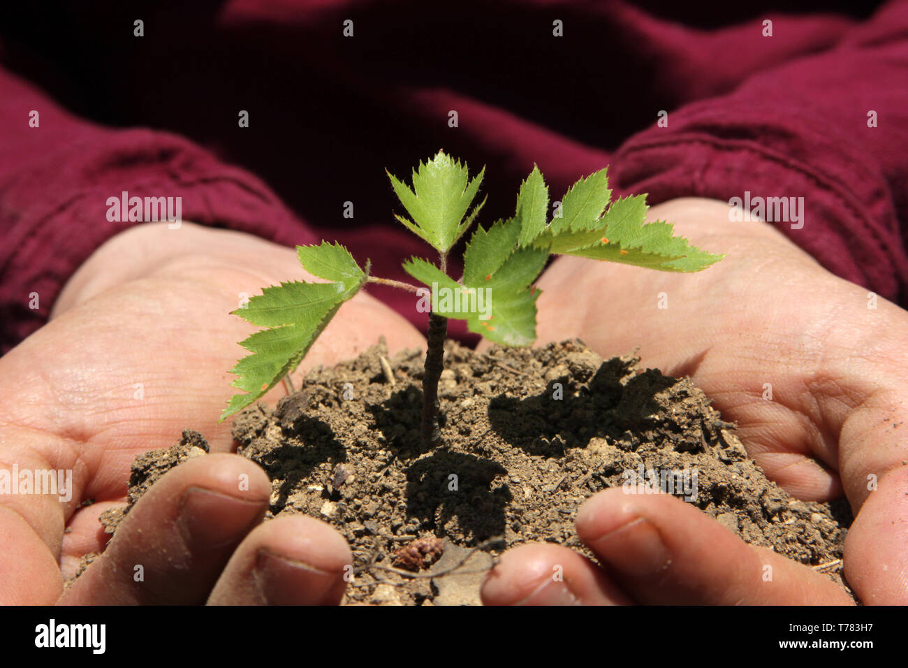 Sapling botany biology hi-res stock photography and images - Alamy