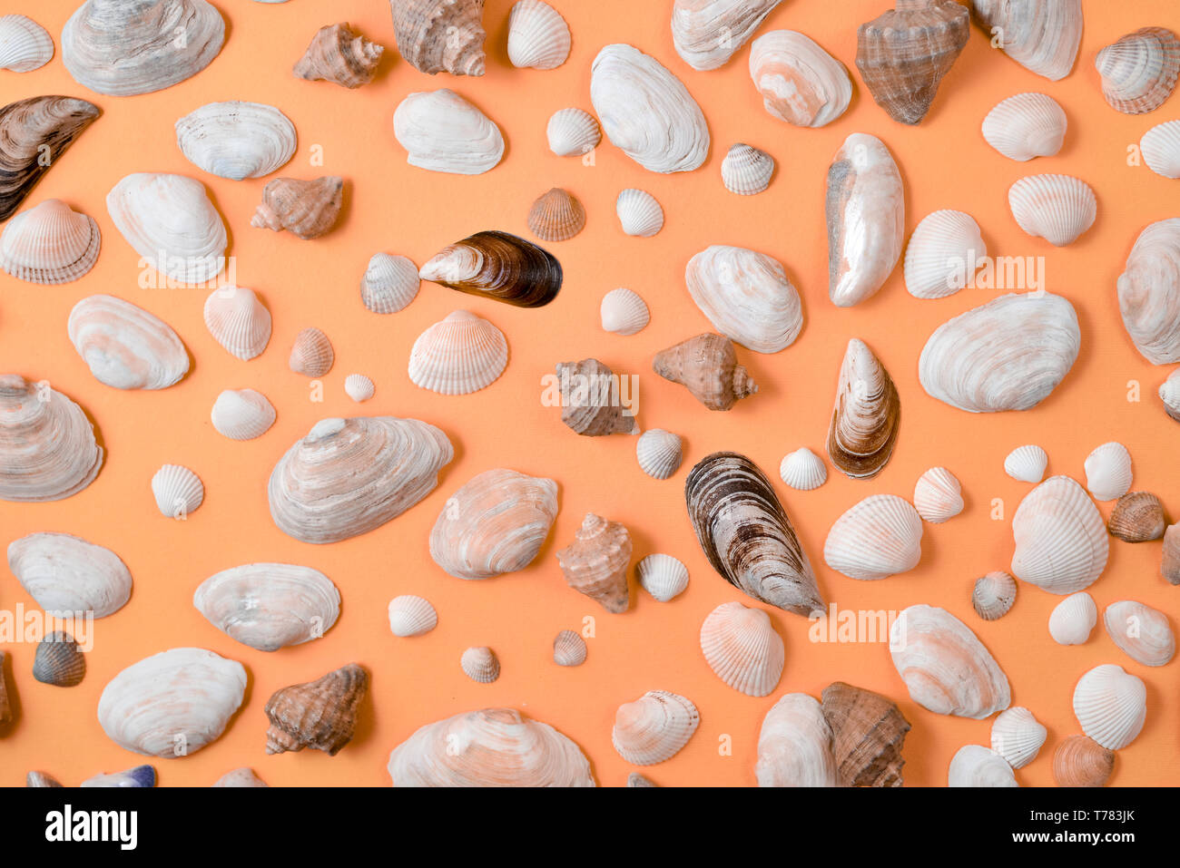 Creative various seashell pattern on pastel orange background. Summer ...