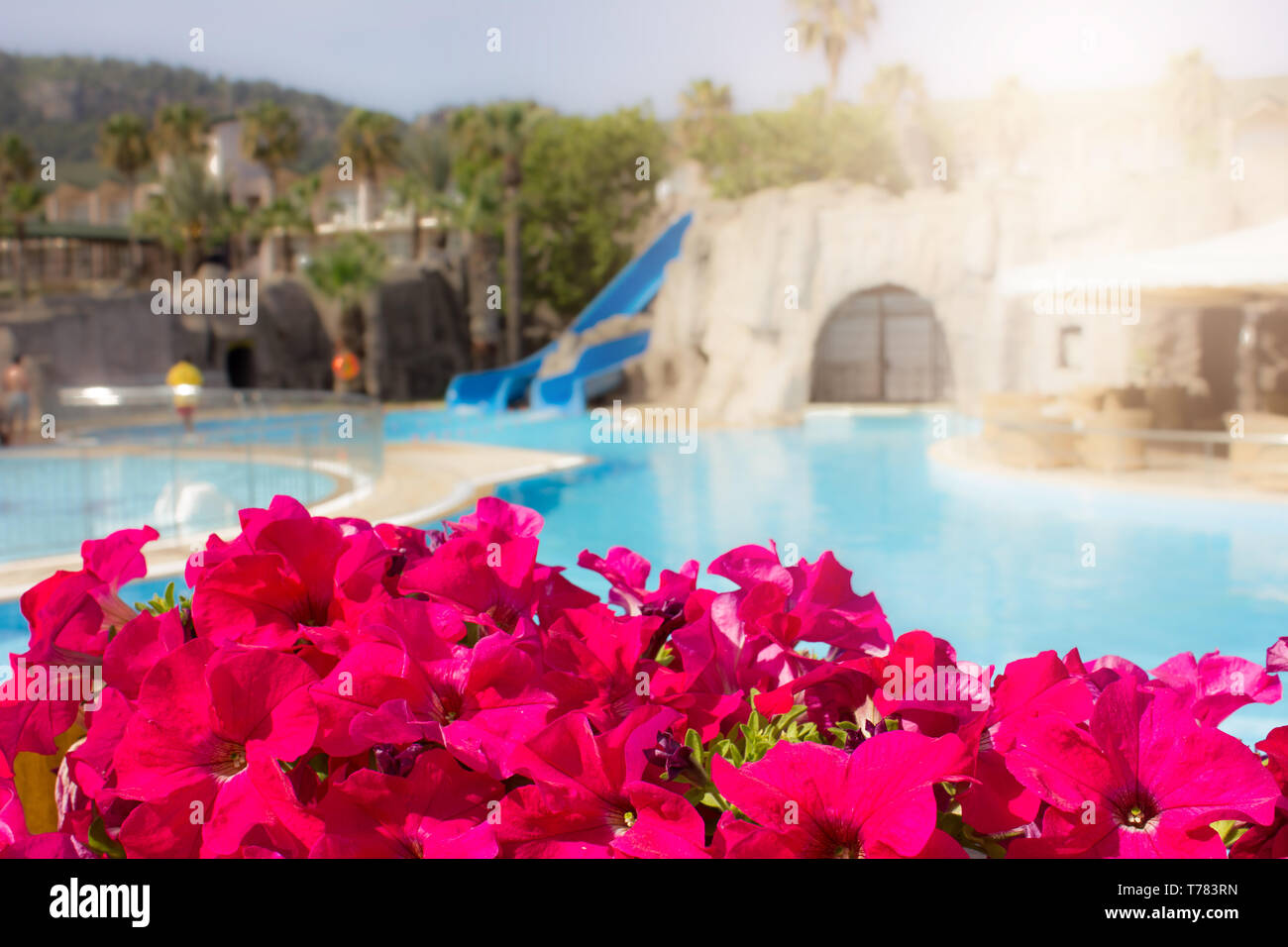 Bright summer flowers against the blue open pool Stock Photo - Alamy