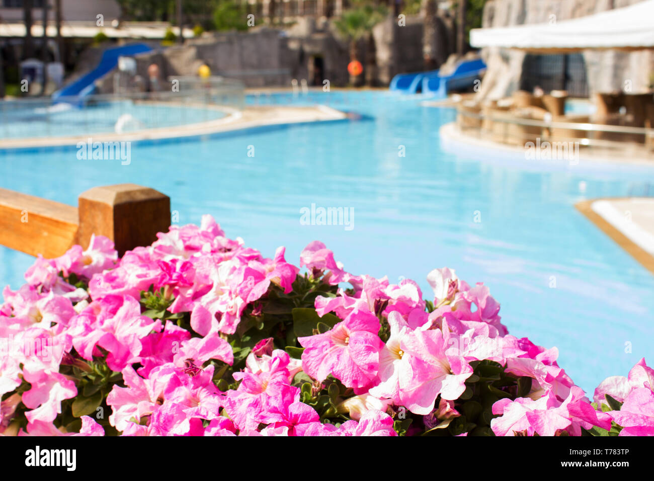 Bright summer flowers against the blue open pool Stock Photo - Alamy