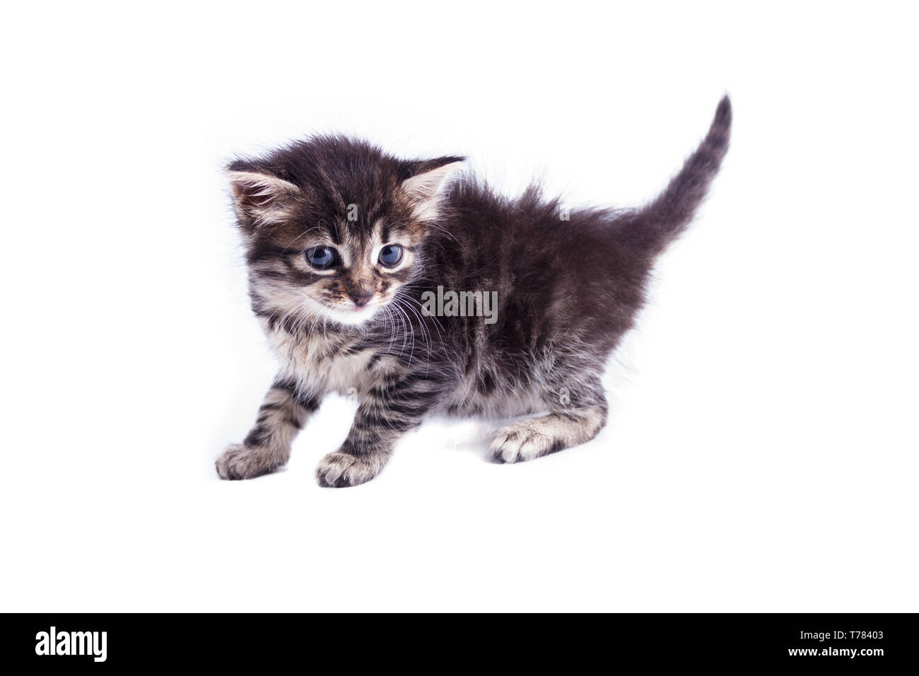 Baby blue eyes looking Cut Out Stock Images & Pictures - Alamy