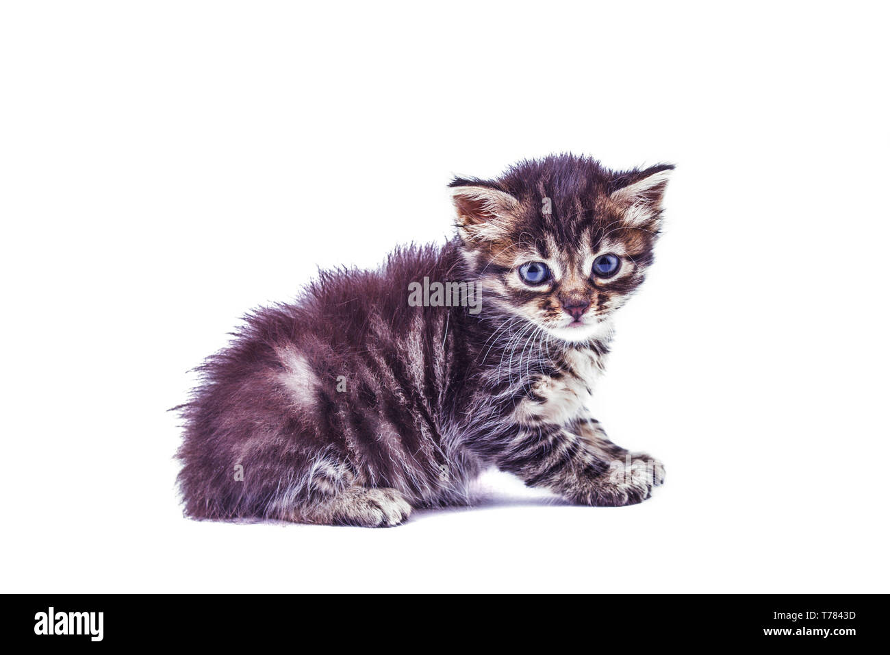 Gray striped kitten with a blue eyes. Isolated white Stock Photo - Alamy
