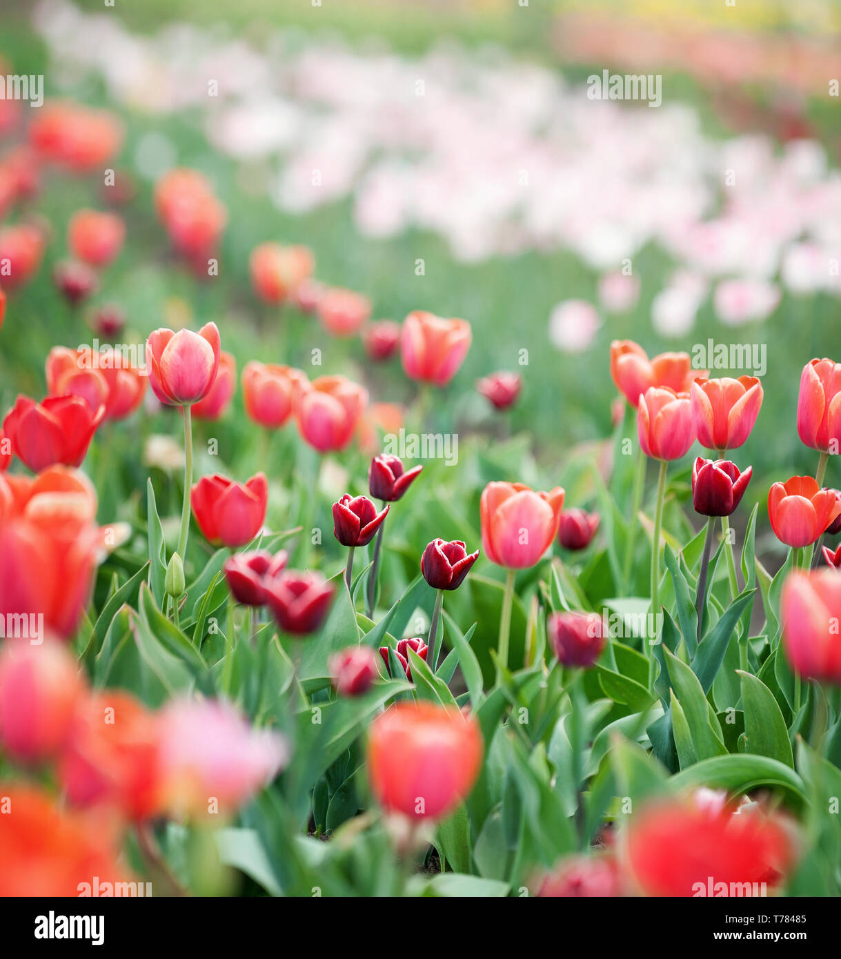 Beautiful background with field of red tulips Stock Photo - Alamy