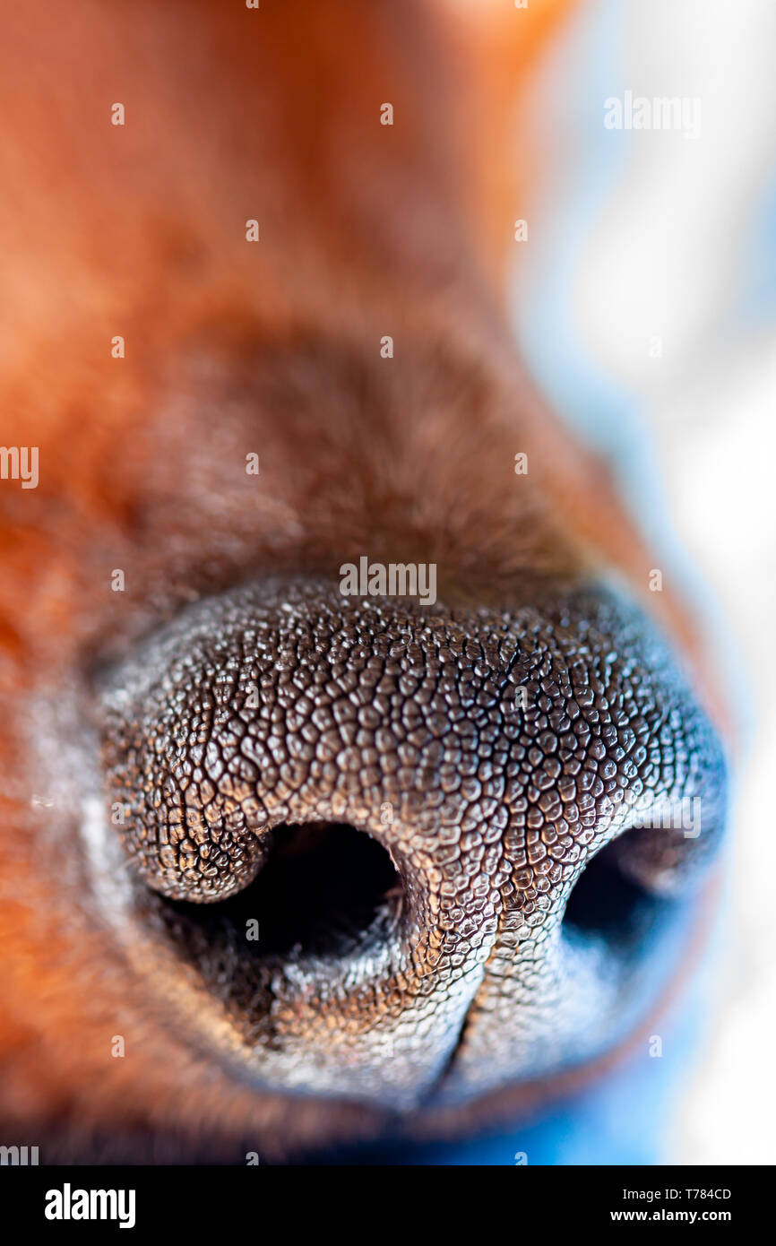 Dog breed miniature pinscher nose close up Stock Photo - Alamy
