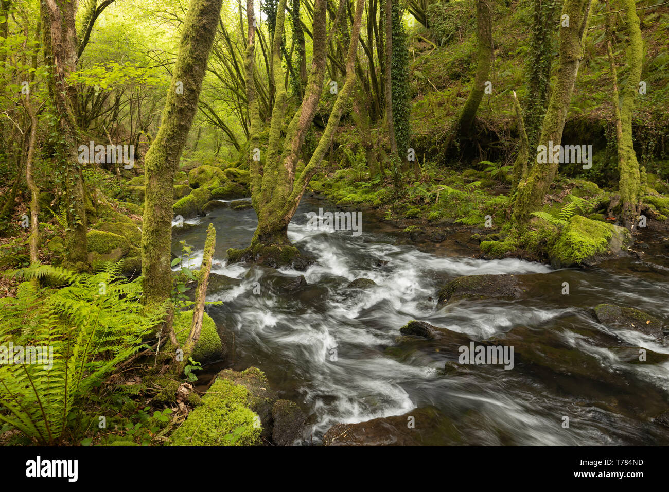 In A Coruña, there are four waterfalls of the Mendo River, in a lively ...