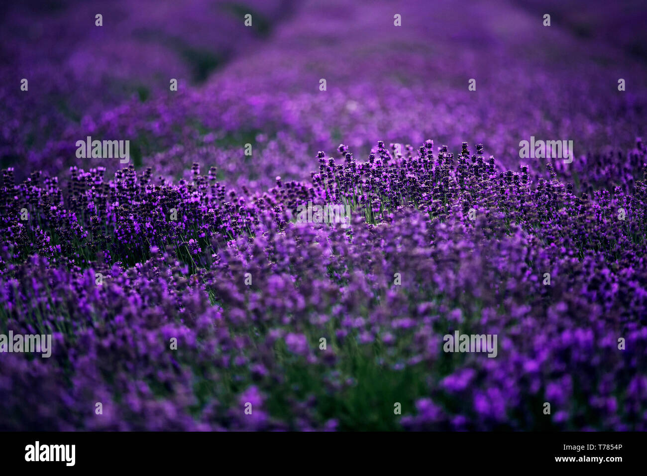 Natural field sea lavender on hi-res stock photography and images - Alamy