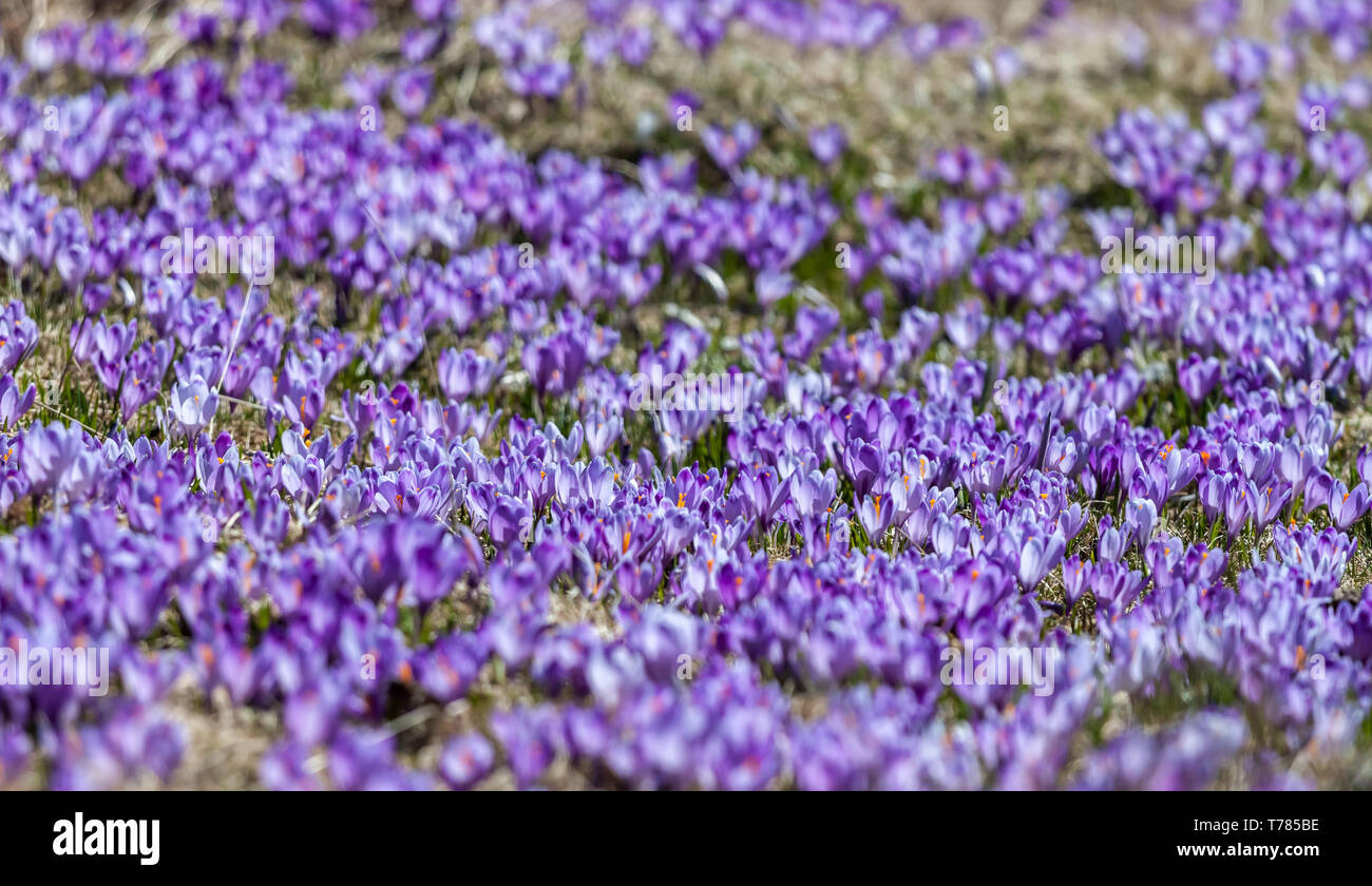field of crocus or saffron flowers can be background Stock Photo - Alamy