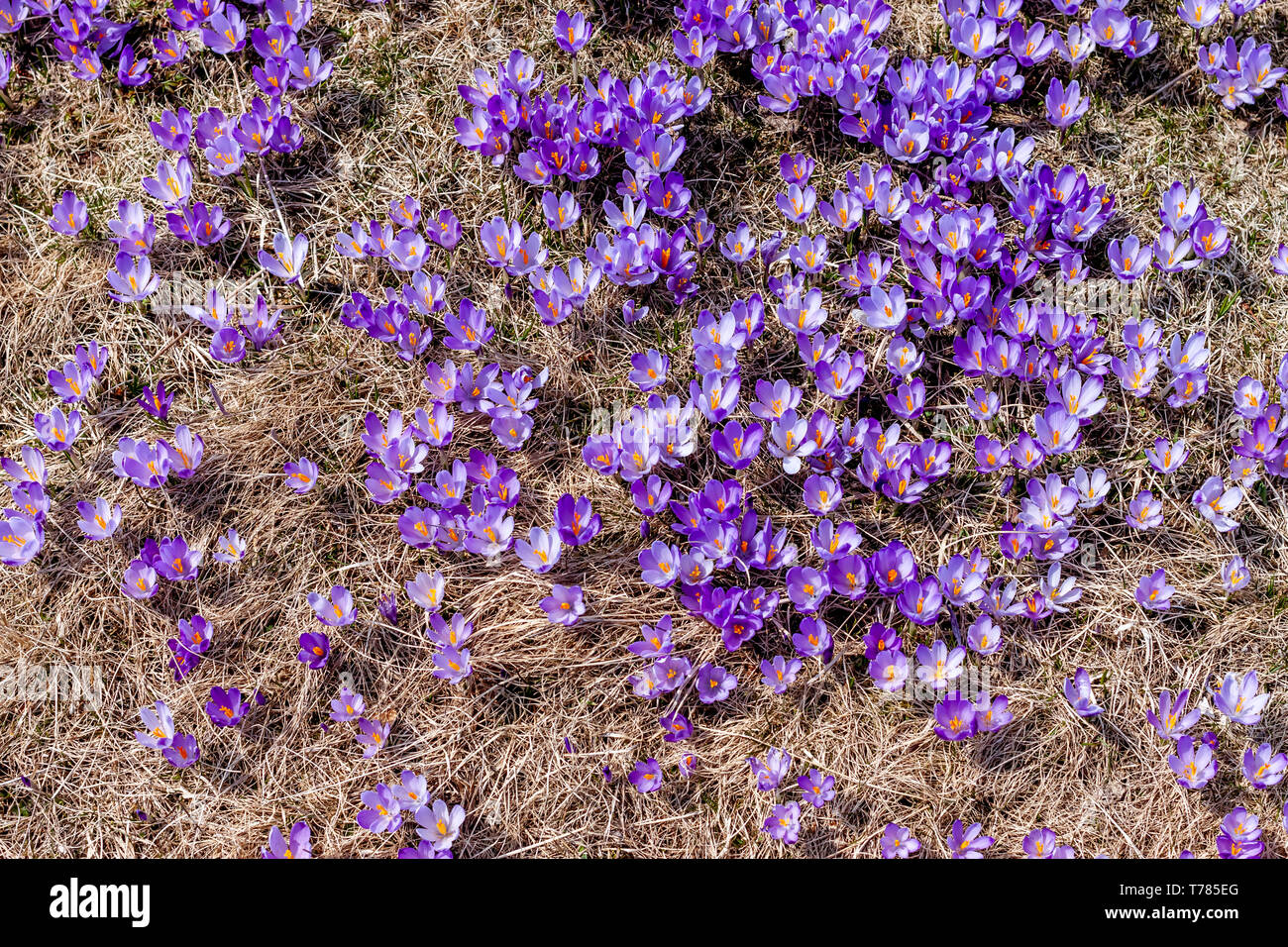 Field of crocus hi-res stock photography and images - Alamy