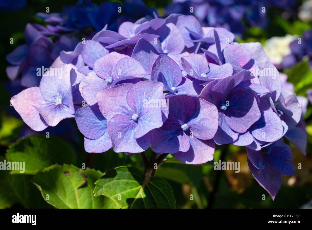 Penny mac (Hydrangea macrophylla), flowers of summer Stock Photo - Alamy