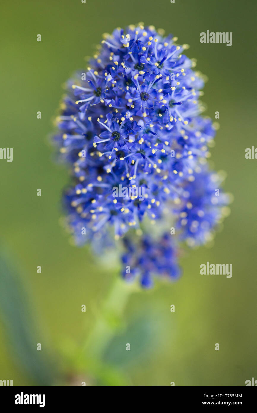 Ceanothus concha hi-res stock photography and images - Alamy