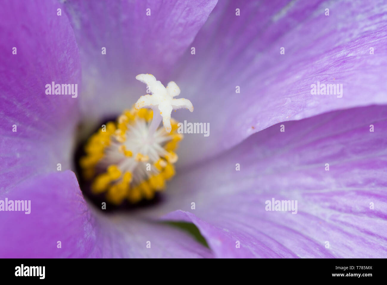 Alyogyne hi-res stock photography and images - Alamy