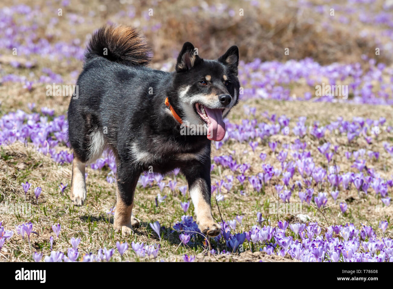 Schiba inu hi-res stock photography and images - Alamy