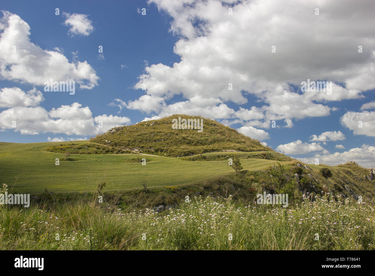 Rural nature view, green grass, flowers in countryside in spring Stock ...