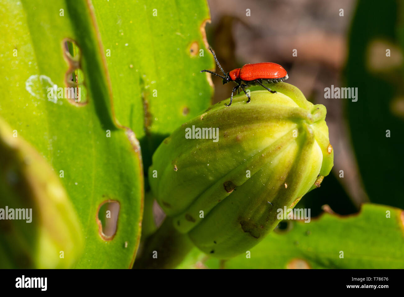 Lily leaf beetle (Lilioceris lilii), vermin in the gardens Stock Photo ...