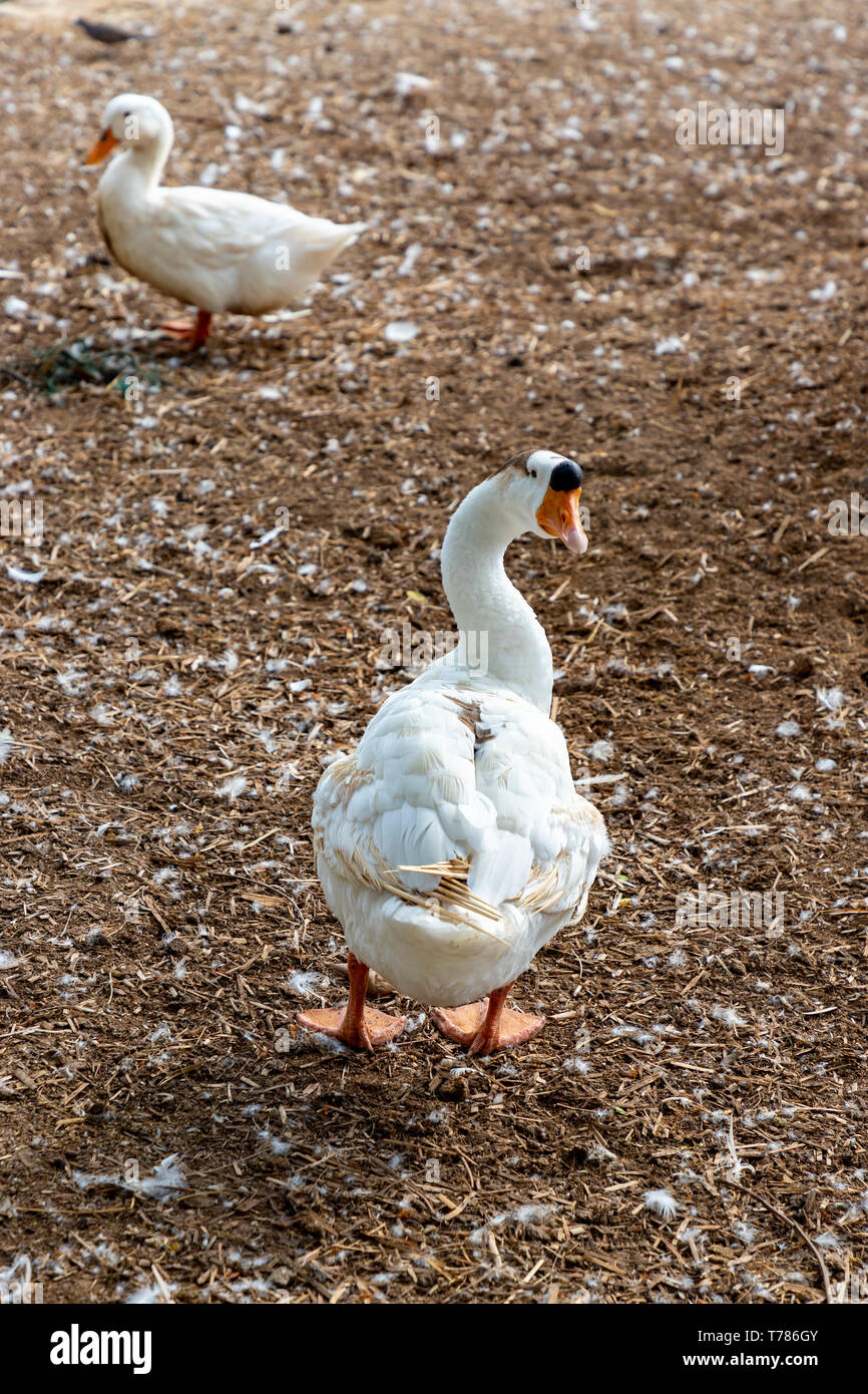Front facing face hi-res stock photography and images - Alamy