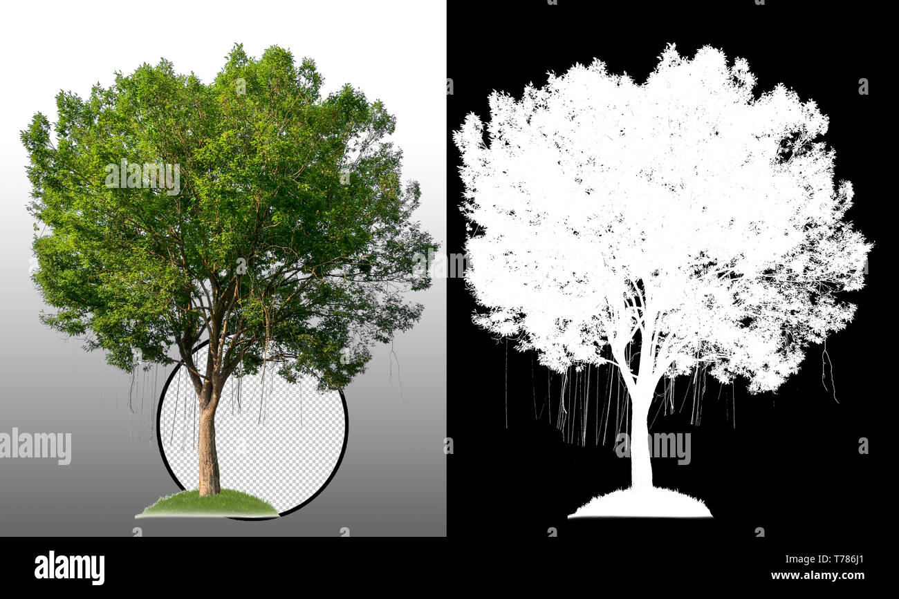 single tree with clipping path and alpha channel Stock Photo - Alamy