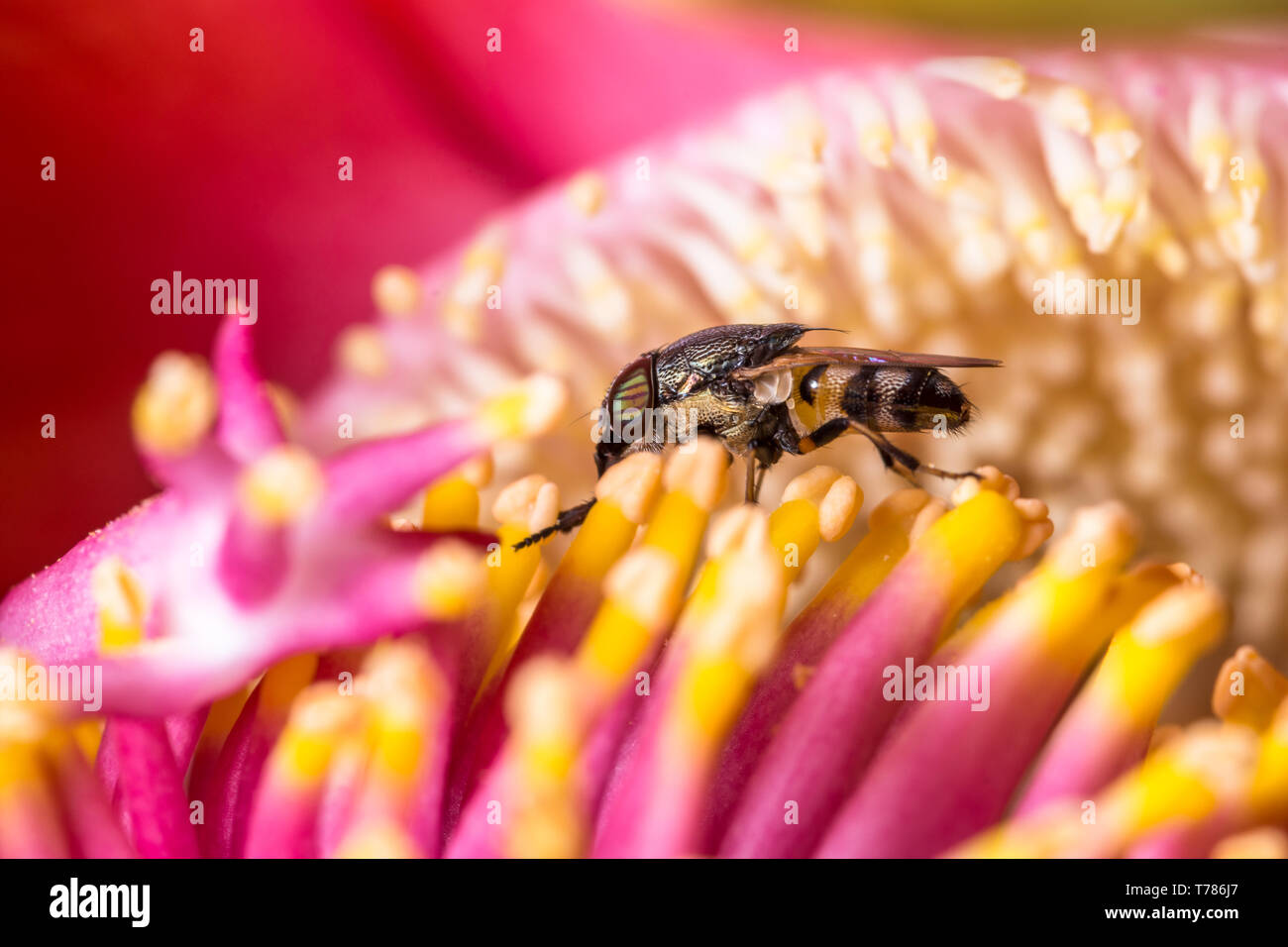 Macro flower flies Stock Photo - Alamy