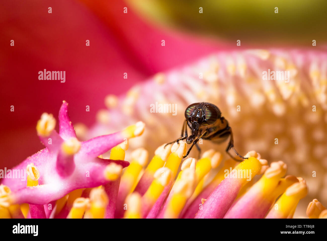 Macro flower flies Stock Photo - Alamy