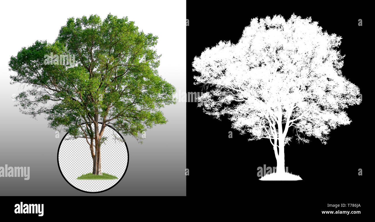 single tree with clipping path and alpha channel Stock Photo - Alamy