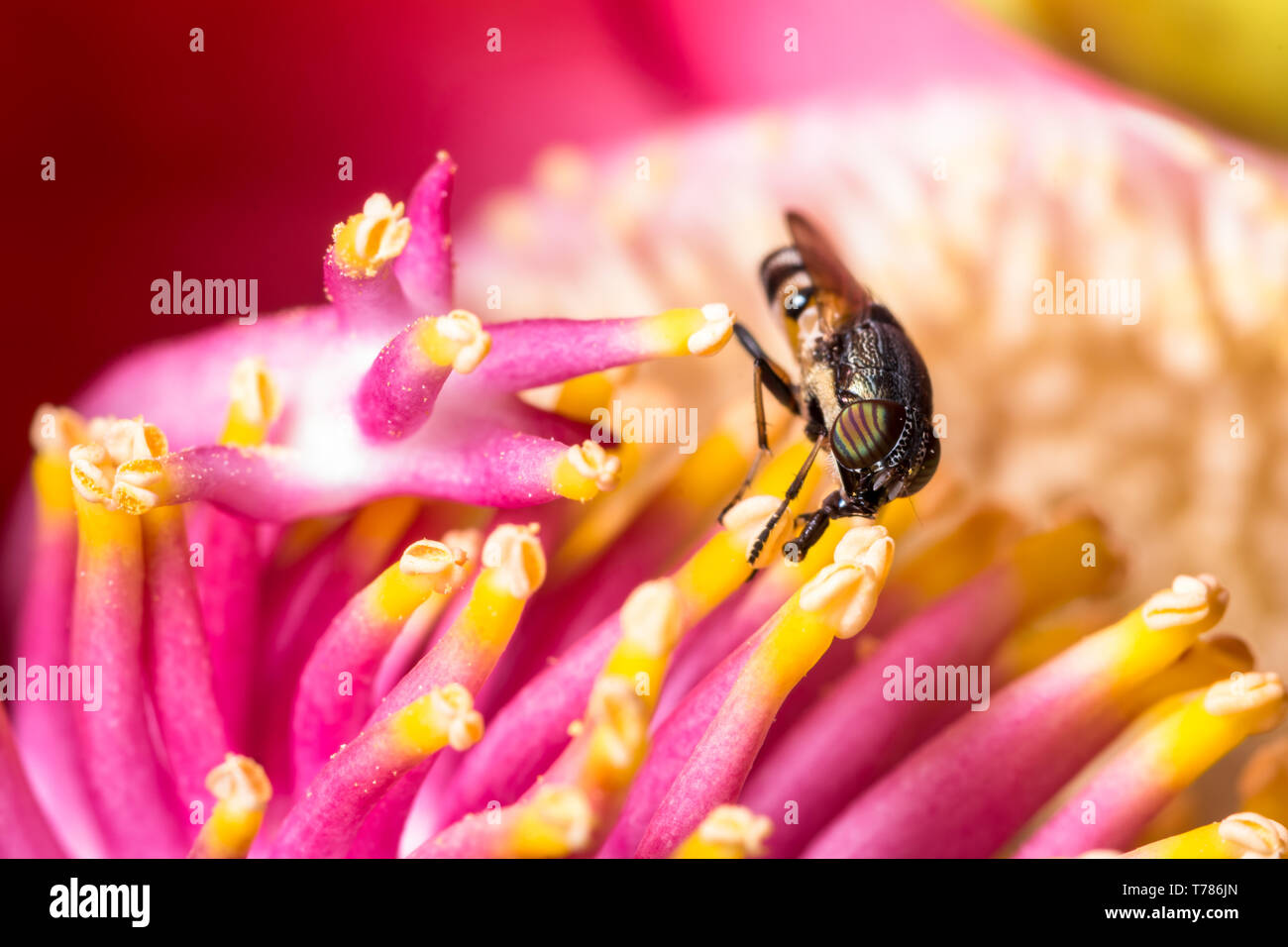 Macro flower flies Stock Photo - Alamy