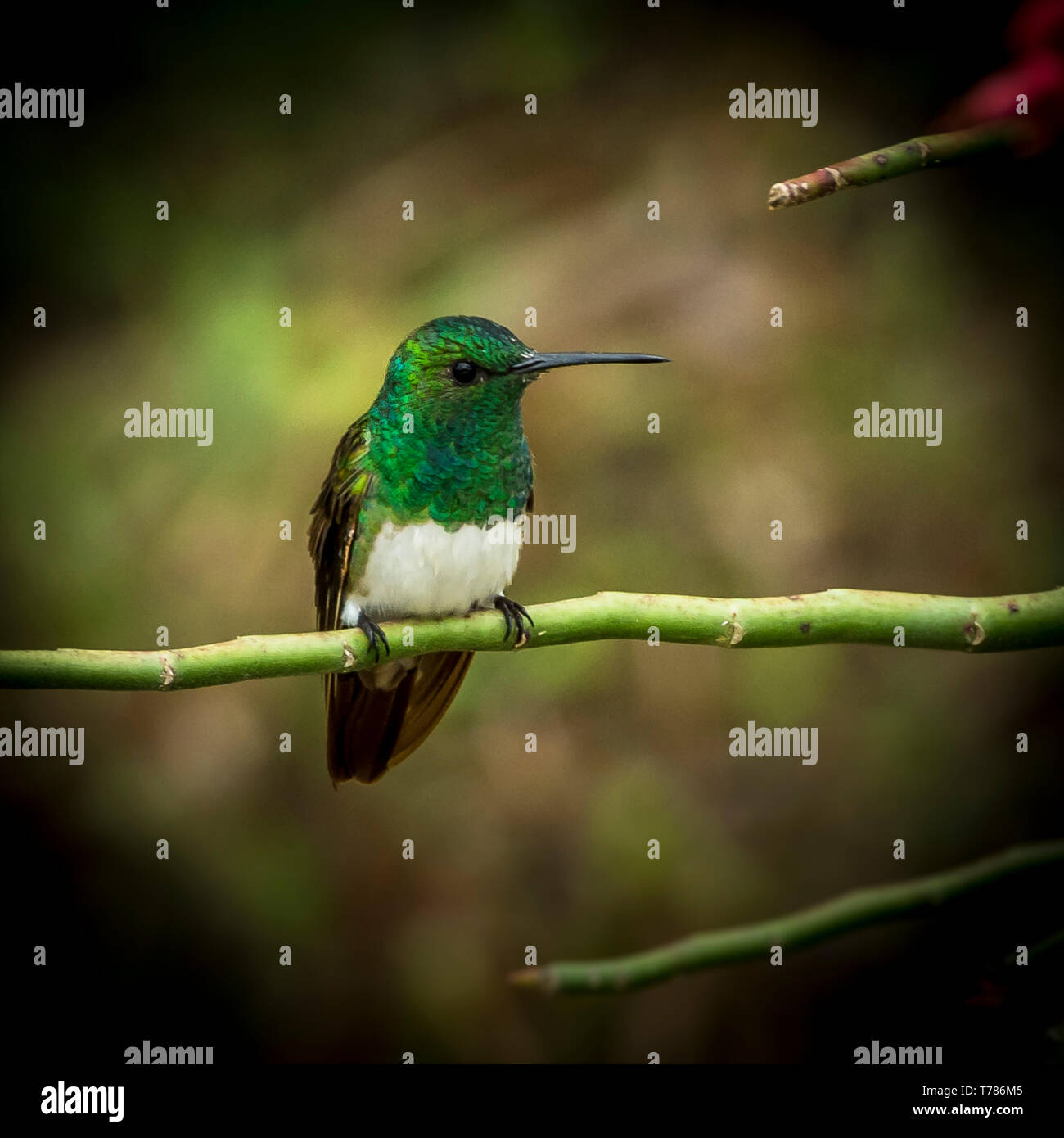 Most beautiful hummingbird hi-res stock photography and images - Alamy