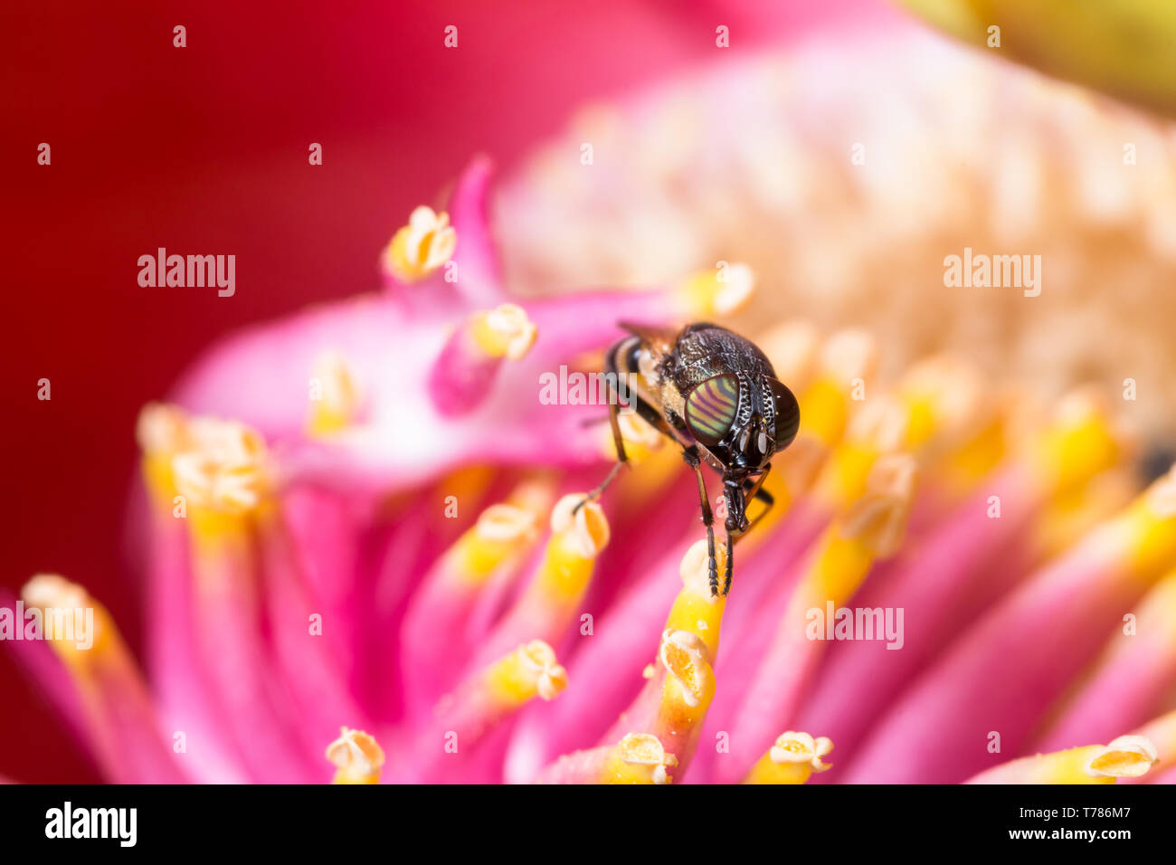 Macro flower flies Stock Photo - Alamy