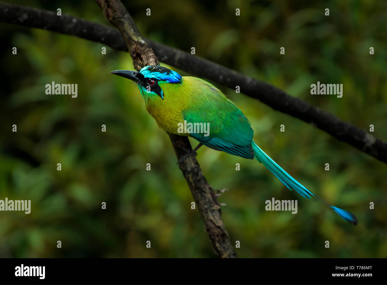 Blue-capped motmot or blue-crowned motmot, Momotus coeruliceps image ...
