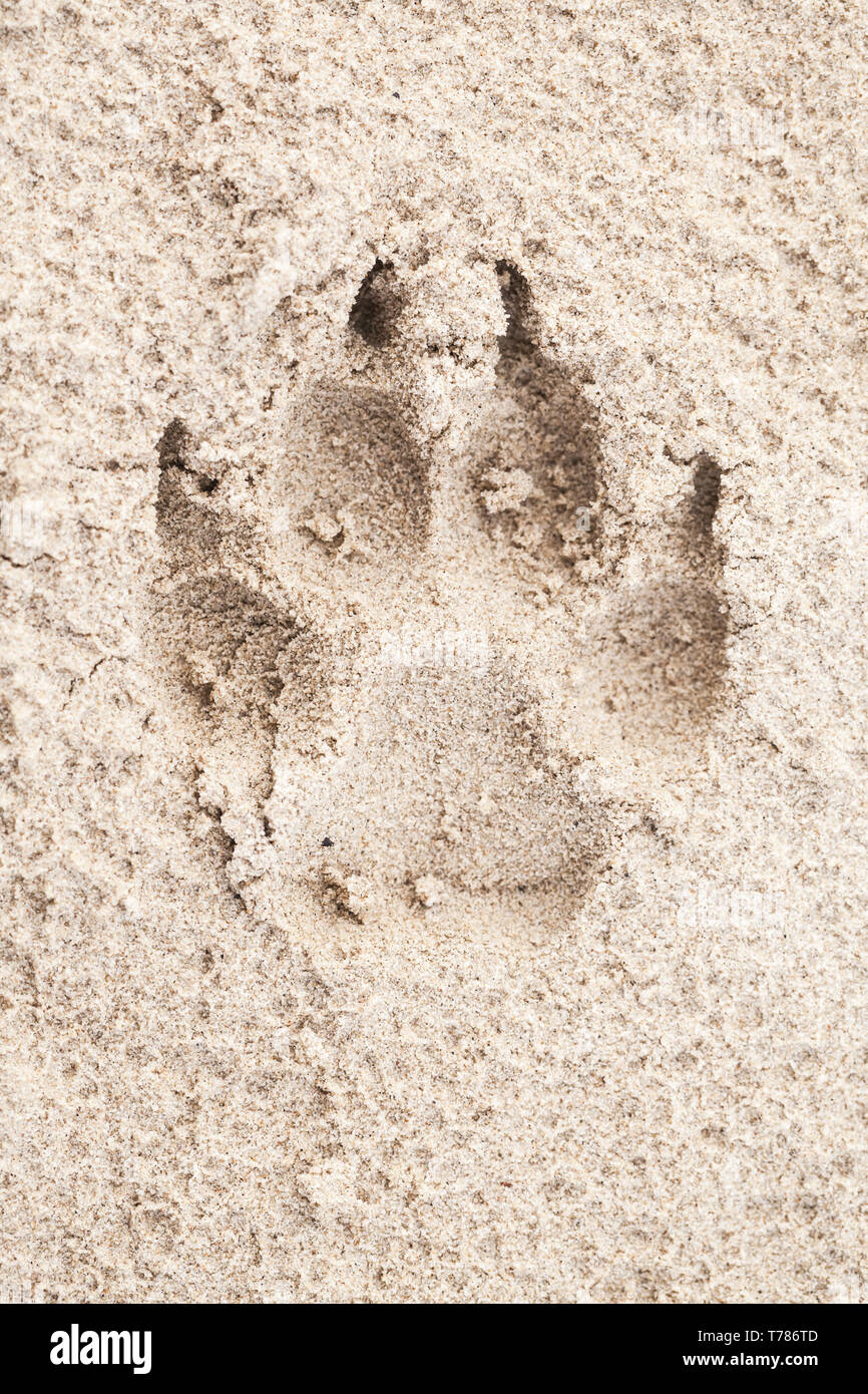 Dogs paw imprint on sand, close-up vertical background texture, top ...