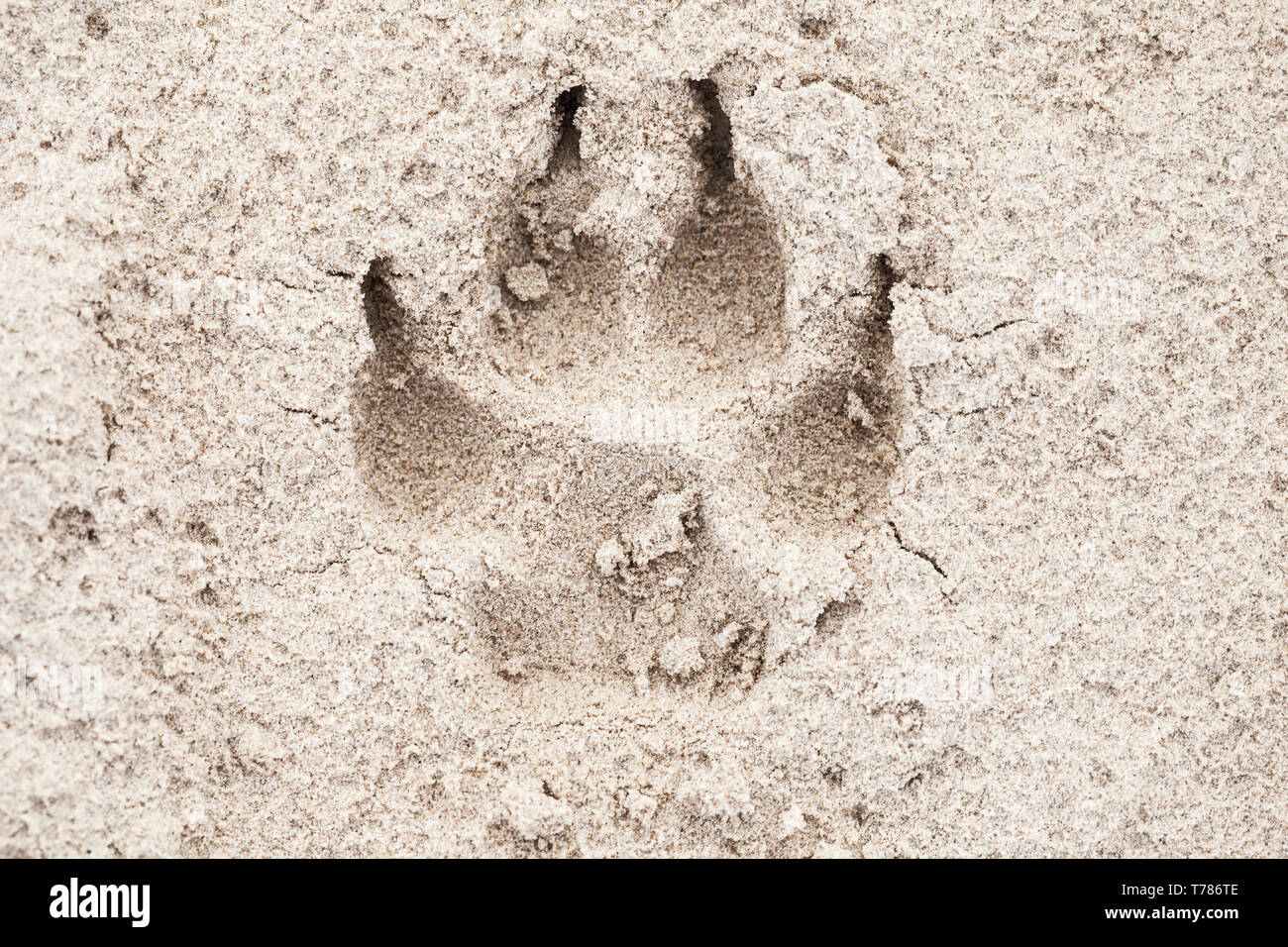 Dogs paw imprint on sand, close up background texture, top view Stock ...
