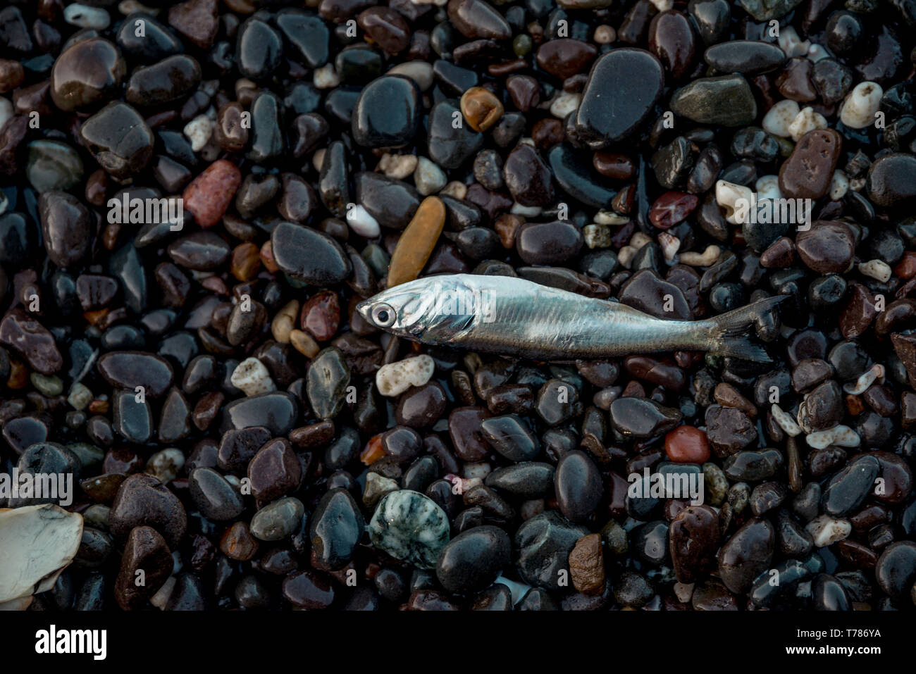 Small Dead Fish High Resolution Stock Photography and Images - Alamy