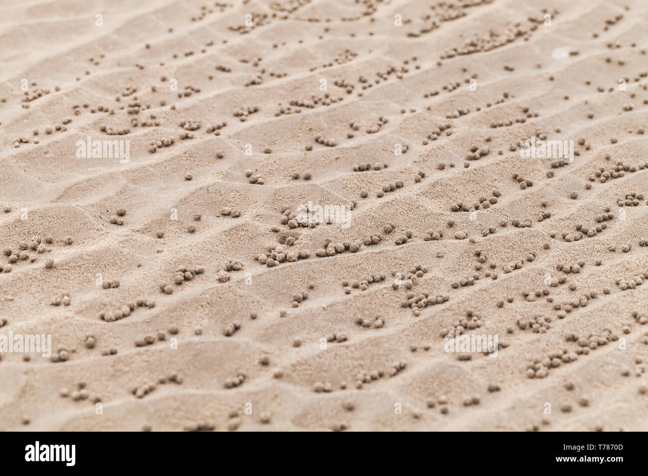 Small balls of sand pattern made by sand bubbler crabs or sand-bubblers ...