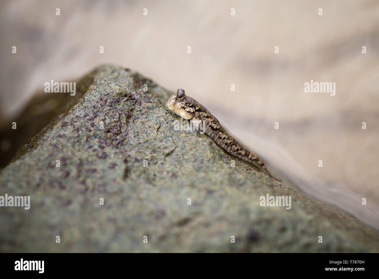 Barred mudskipper or silverlined mudskipper sits on stone ...