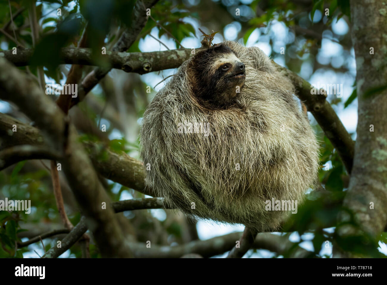 Amazon rainforest wild sloth tree hi-res stock photography and images ...