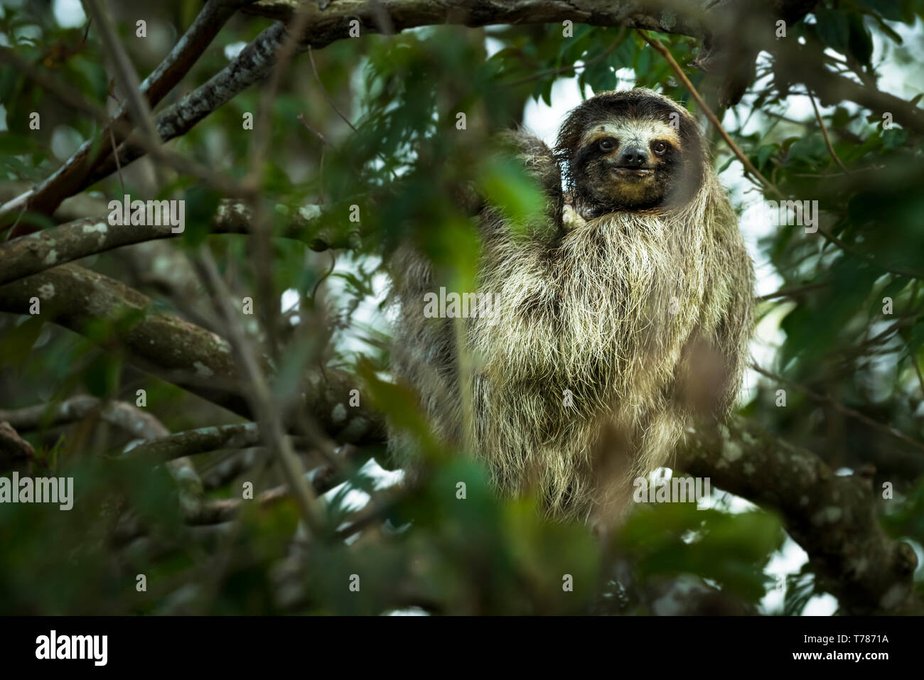 Amazon rainforest wild sloth tree hi-res stock photography and images ...