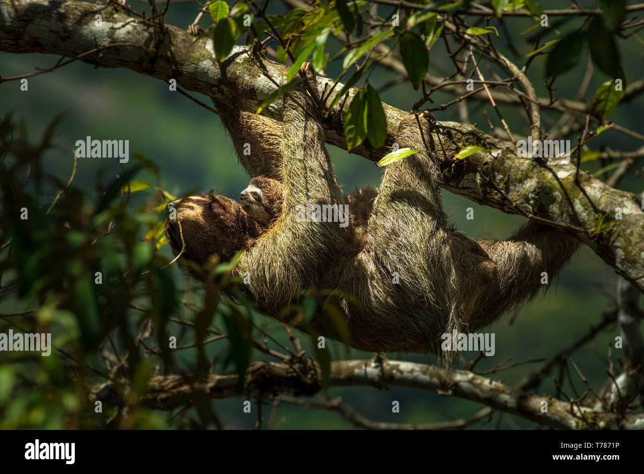 Three-toed sloth with her baby climbing in a tree Stock Photo - Alamy