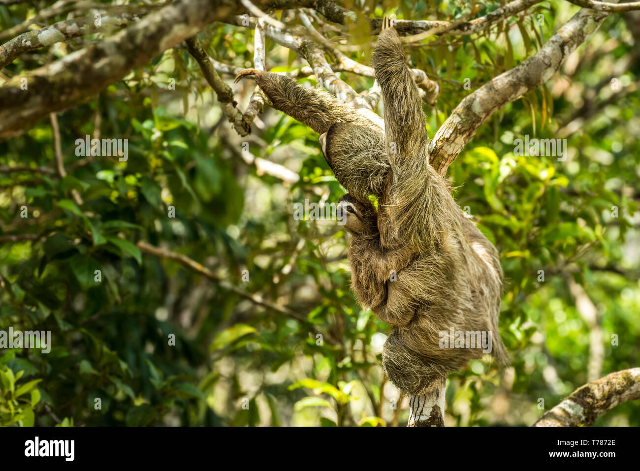 Baby Three Toed Sloth High Resolution Stock Photography and Images - Alamy