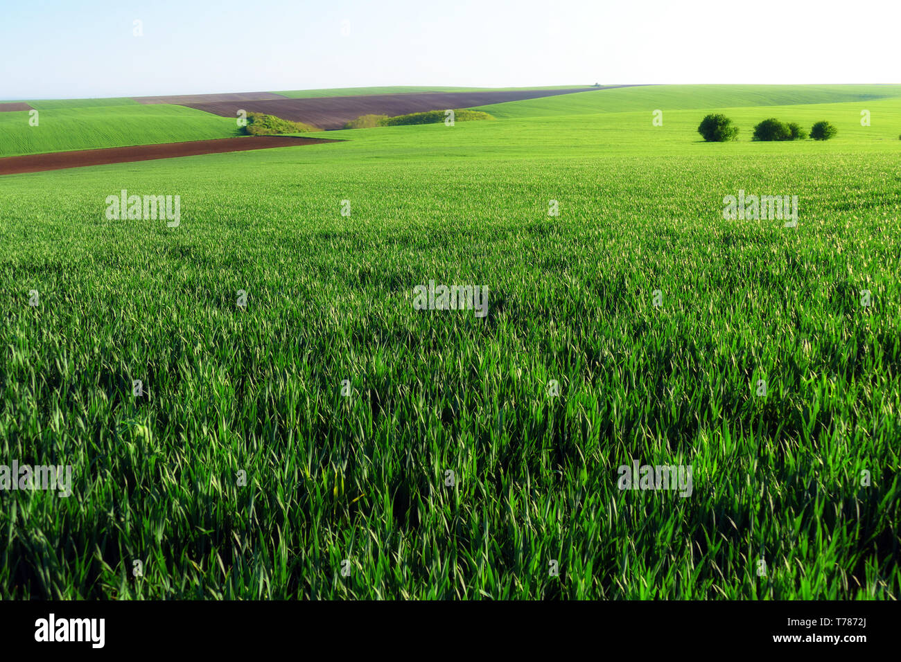 Green wheat fields. Agricultural land. Treated spacious field in the ...