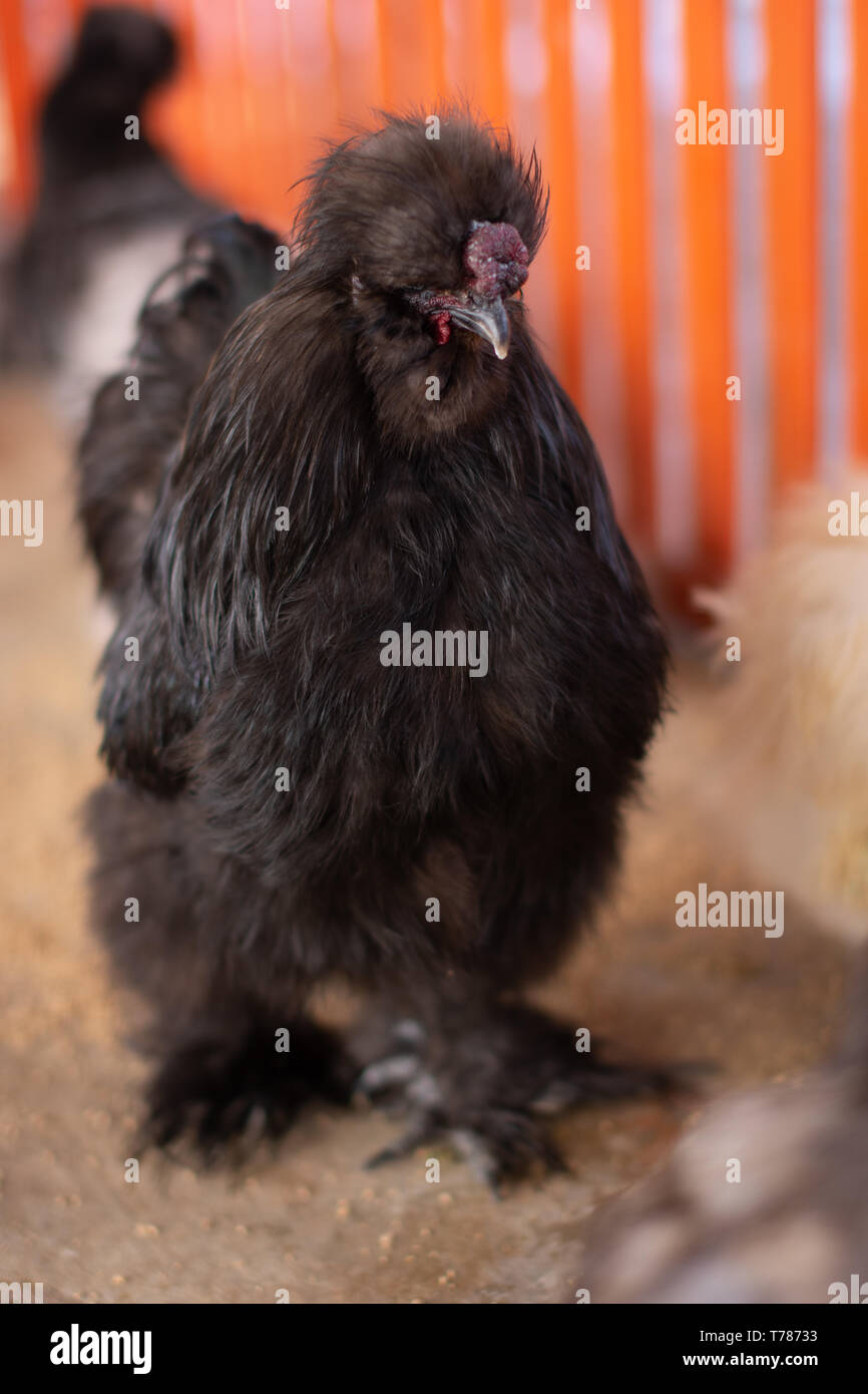 Chicken in the zoo Stock Photo - Alamy