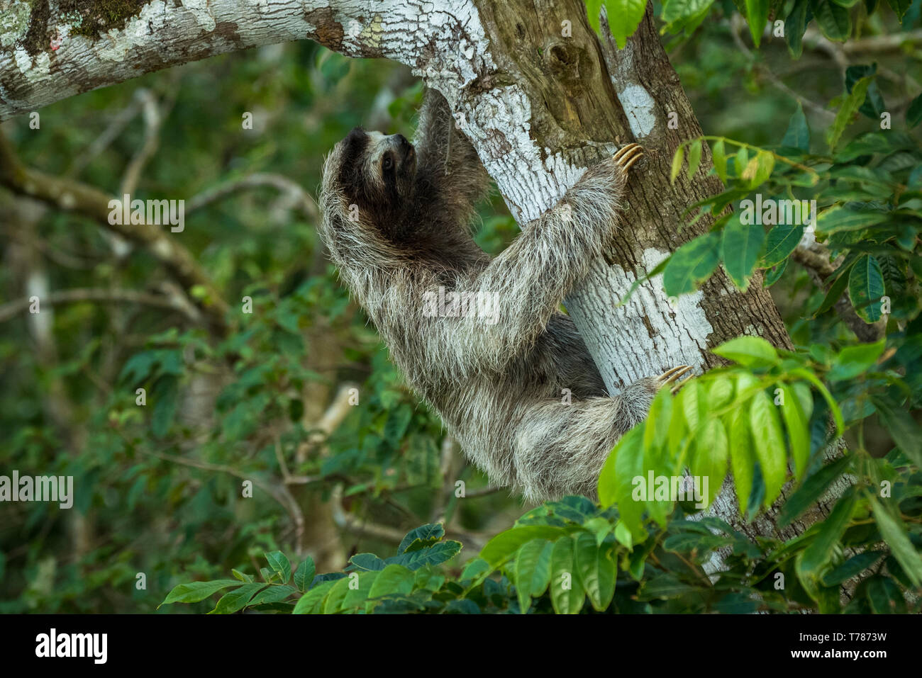 Three-toed sloth in a tree hanging Stock Photo - Alamy