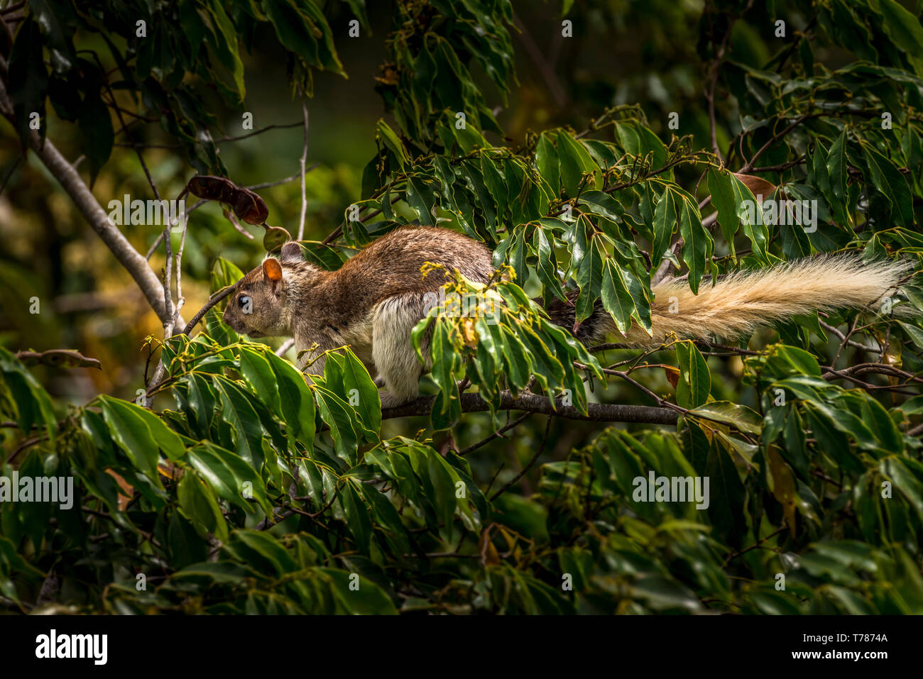 Variegated squirrel, Sciurus variegatoides on a tree in Panama Stock ...