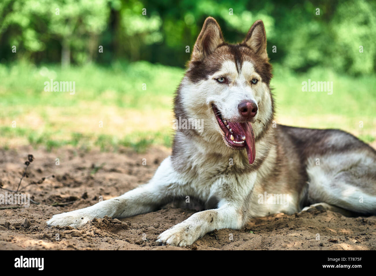 Portrait of a young Siberian husky dog Stock Photo - Alamy