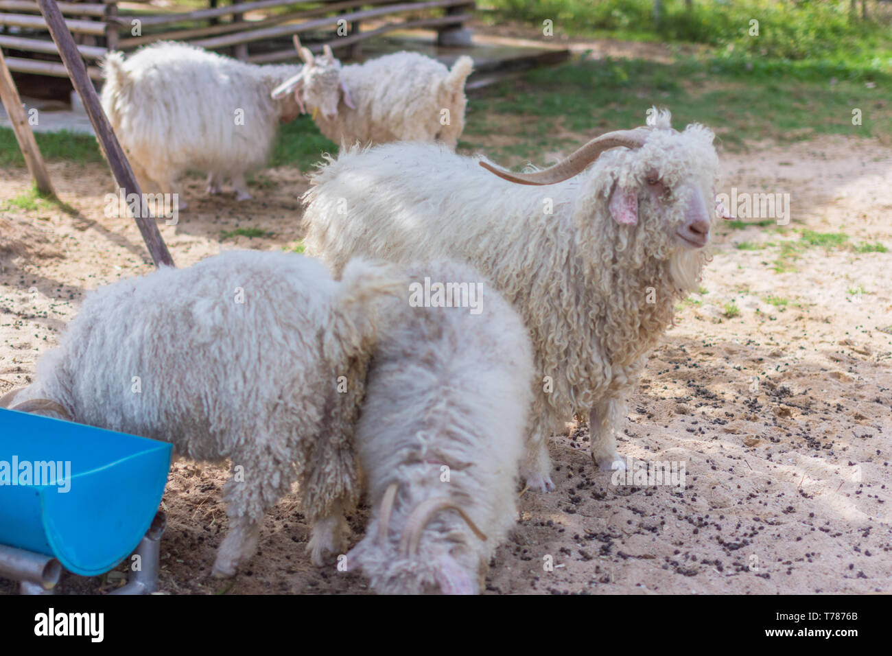 Sheep in the zoo Stock Photo - Alamy