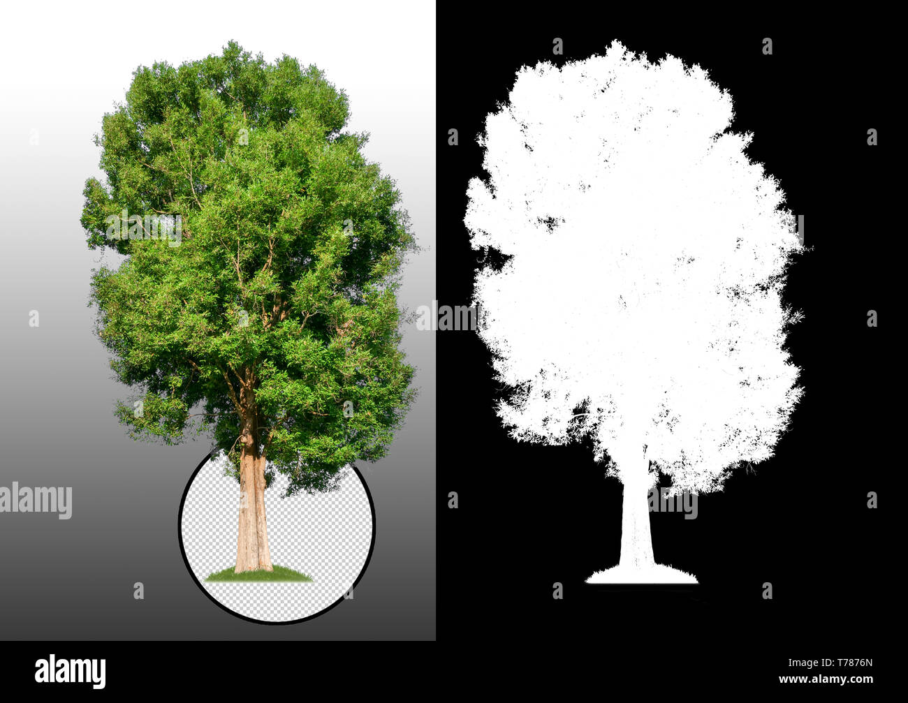 single tree with clipping path and alpha channel Stock Photo - Alamy