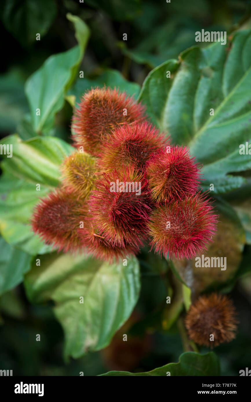 Chinese Mamon or Rambutan on a tree Stock Photo - Alamy