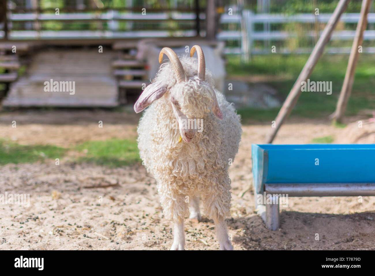 Sheep in the zoo Stock Photo - Alamy