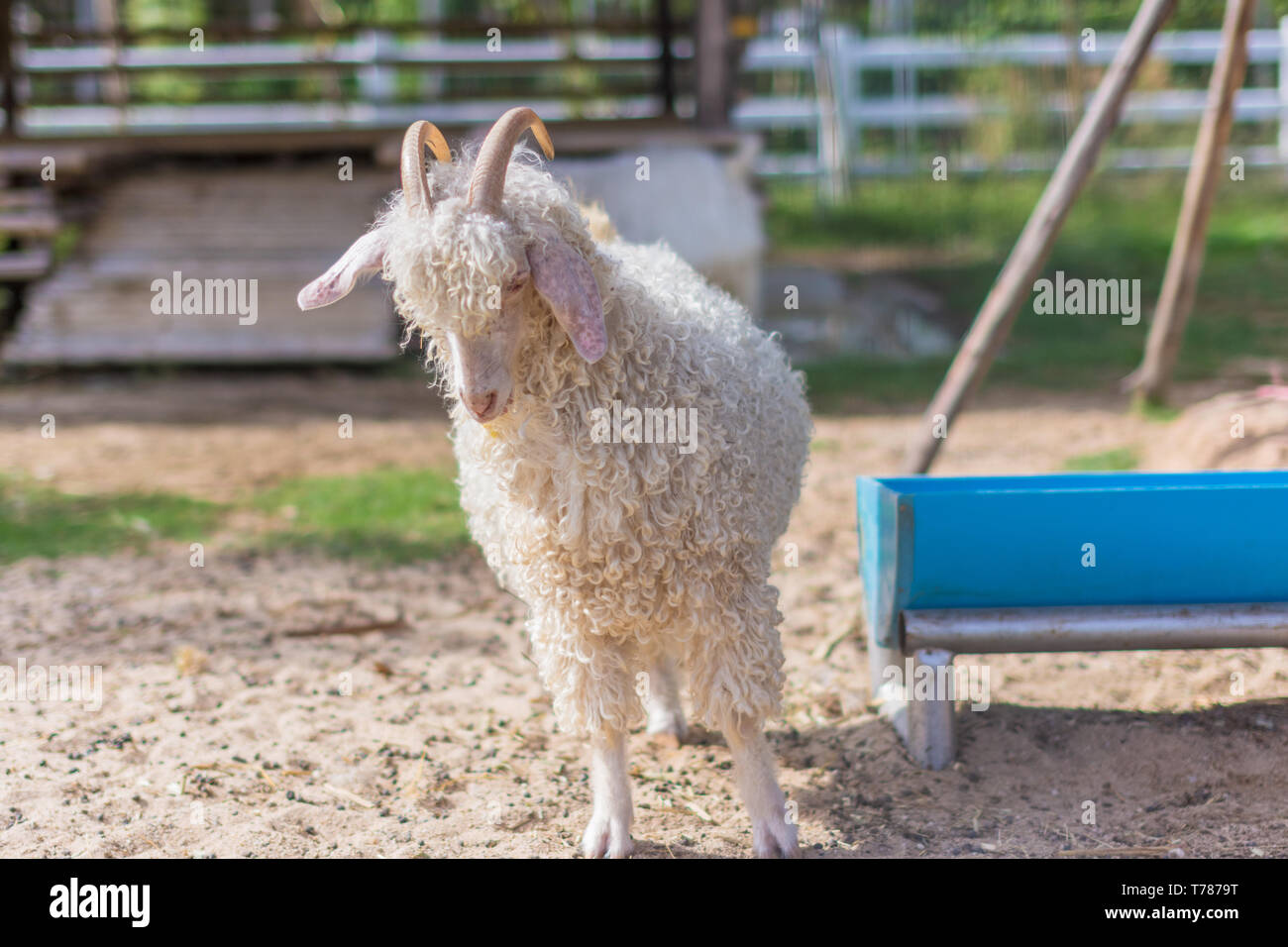 Sheep in the zoo Stock Photo - Alamy